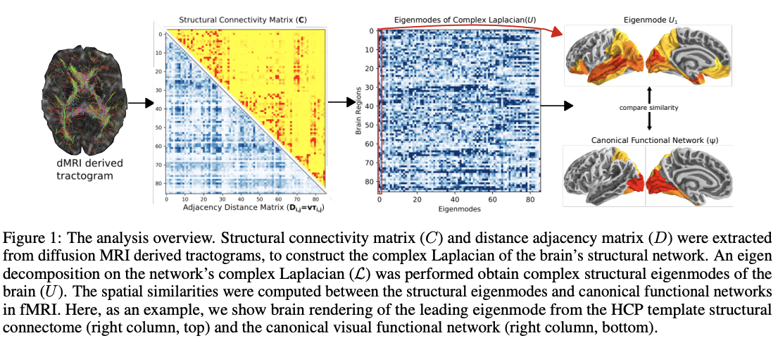 Applying Computational Tools To Neuroimaging Data To Further Understand The Brains Structure